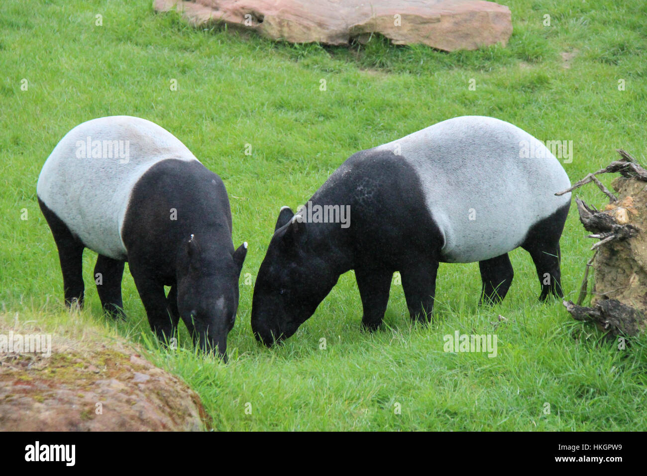 Tapir enclosure hi-res stock photography and images - Alamy