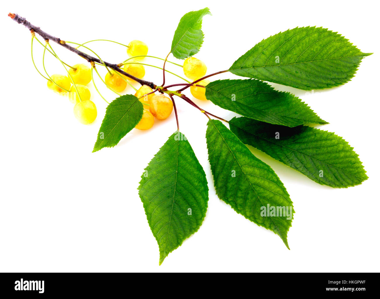 Closeup beautiful white cherry Cut Out Stock Images & Pictures - Alamy