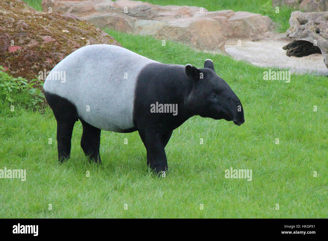 Tapir enclosure hi-res stock photography and images - Alamy