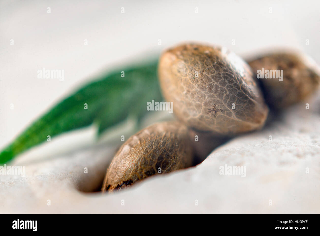 Macro detail of marijuana seeds and tiny leaf over white background ...