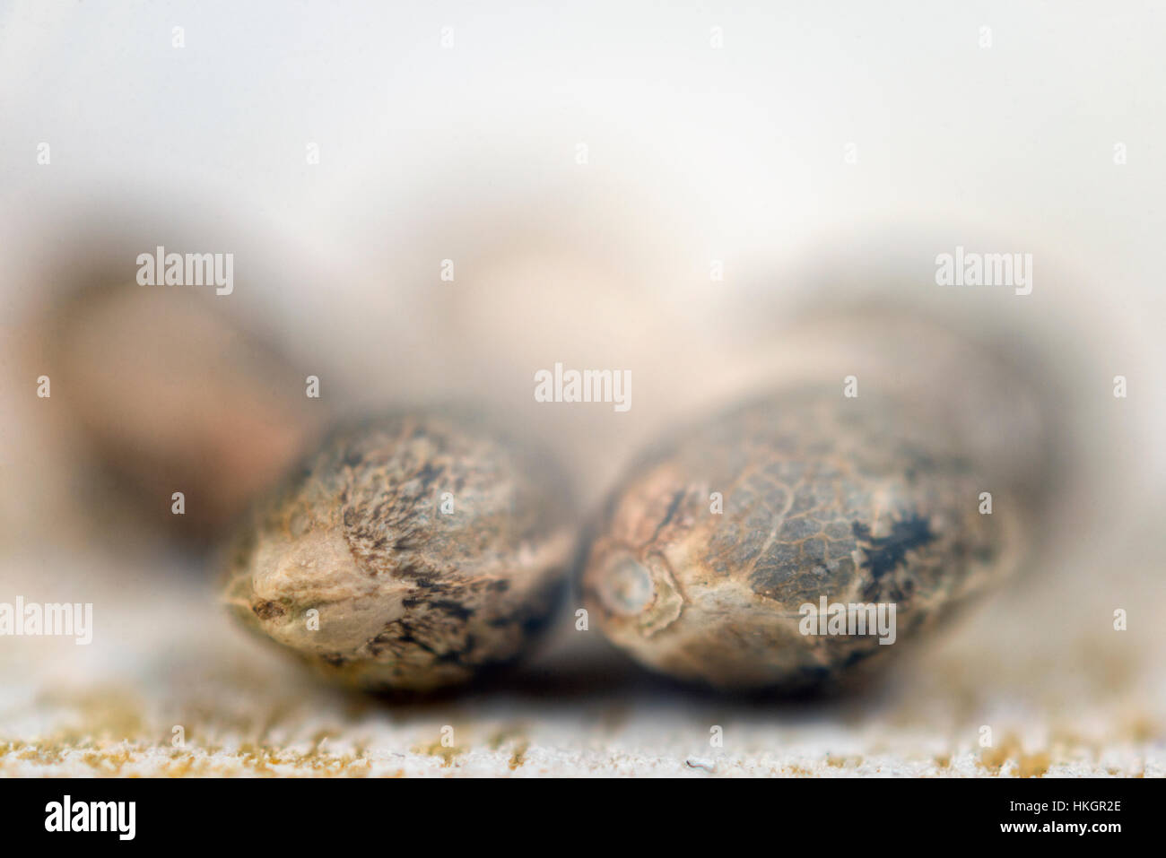Super strain hi-res stock photography and images - Alamy