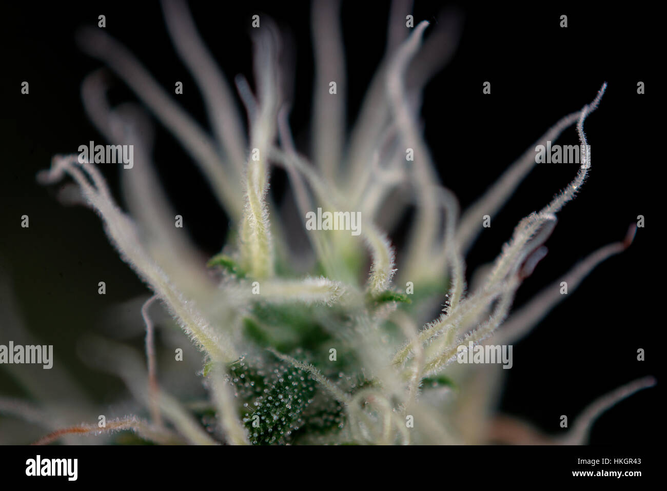 Cannabis macro photography hi-res stock photography and images - Alamy