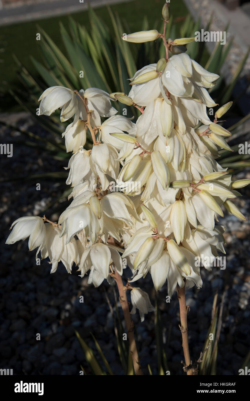 Beautiful Yucca Flowers in a garden in Northern England Stock Photo - Alamy