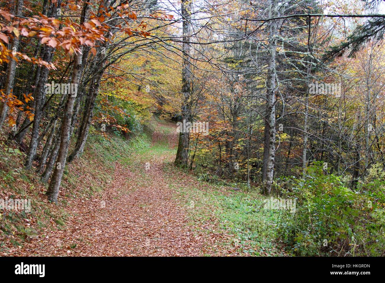 The autumn leaves scatter the nature trail in the mountains Stock Photo ...