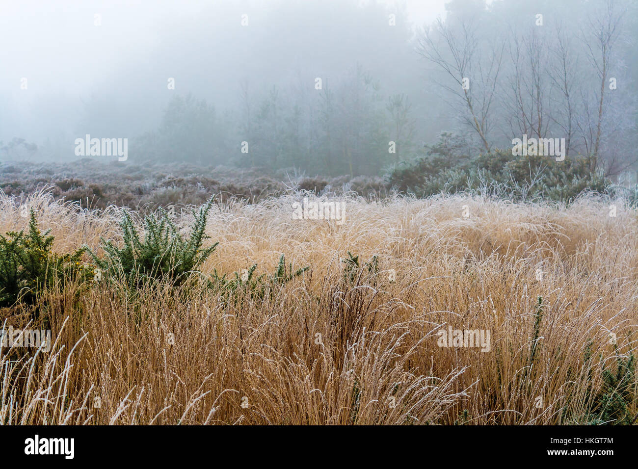A very cold frosty and foggy morning on the common Stock Photo - Alamy