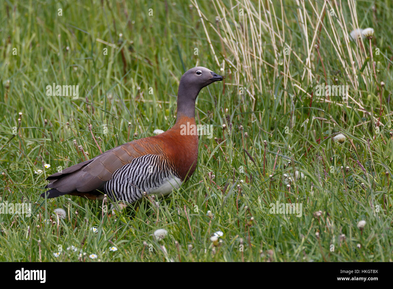 patagonian goose, birds, animals, argentina, south america,patagonia ...