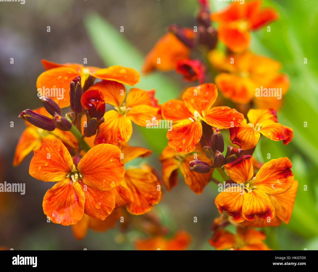 Orange flowers mixed spring hi-res stock photography and images - Alamy