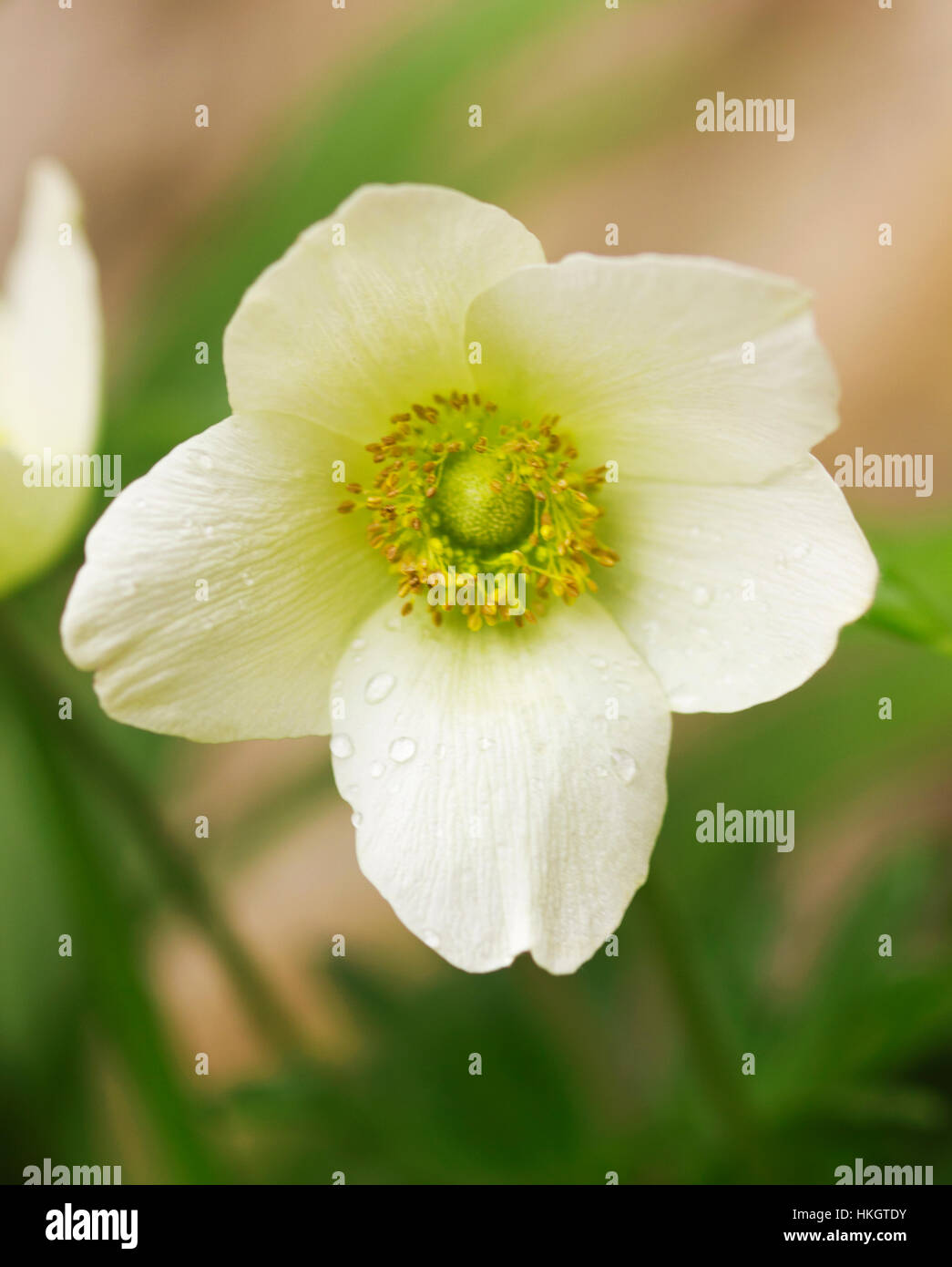 Beautiful white plant hi-res stock photography and images - Alamy