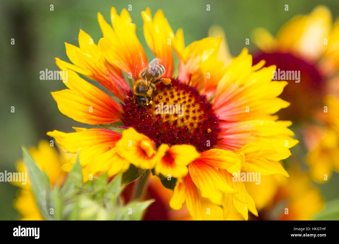 Flower with bee closeup Stock Photo - Alamy