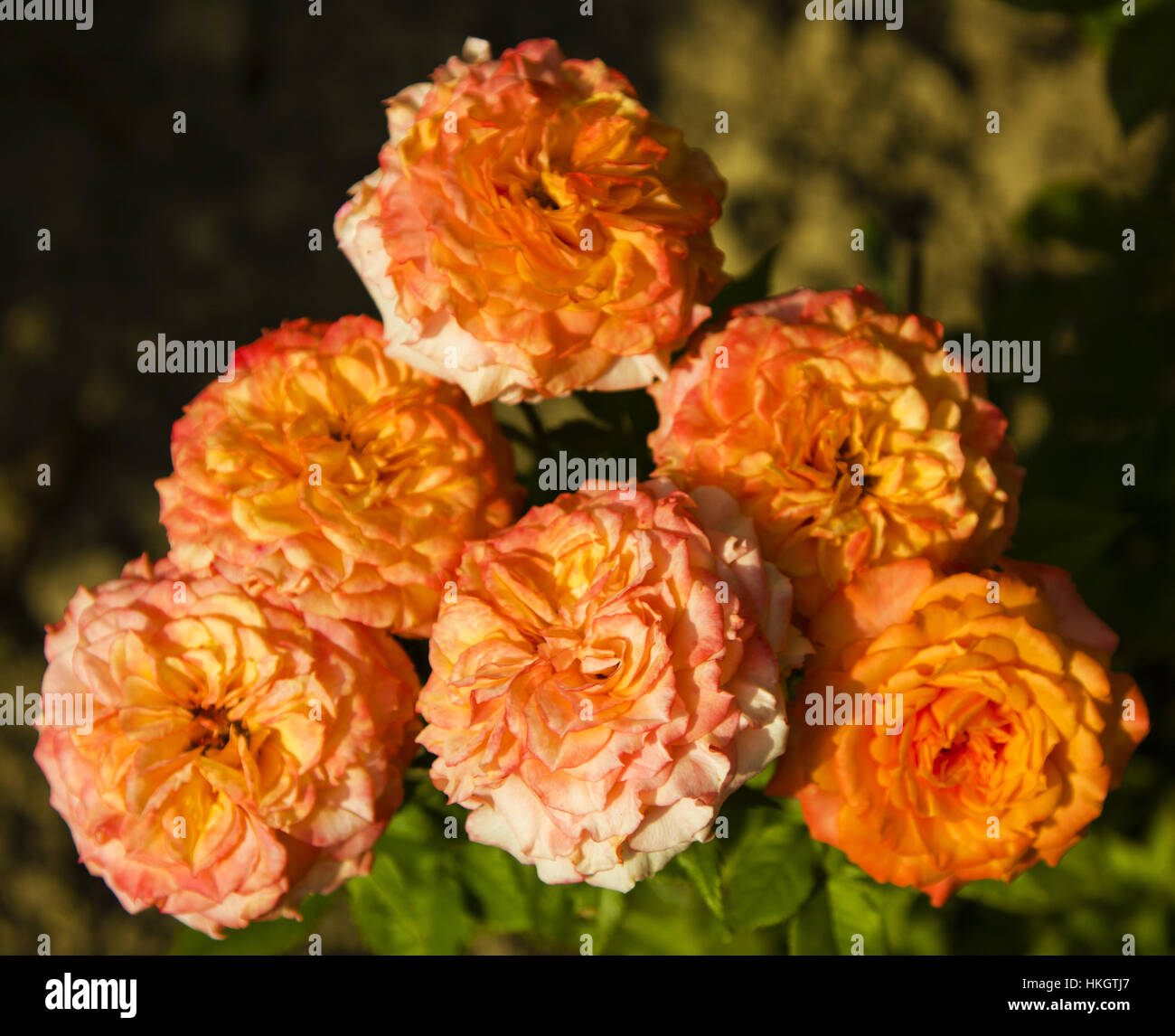 Pink floral rose decorations hi-res stock photography and images - Alamy