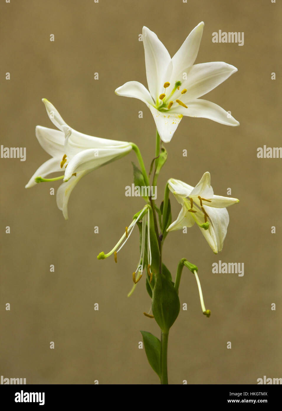 Beautiful white flower closeup Stock Photo - Alamy