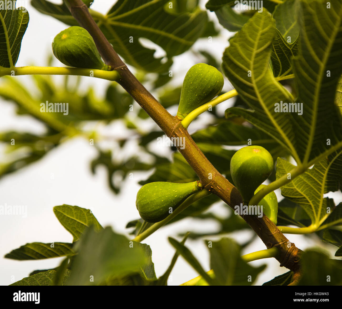 Close up fruit leaves fig hi-res stock photography and images - Alamy
