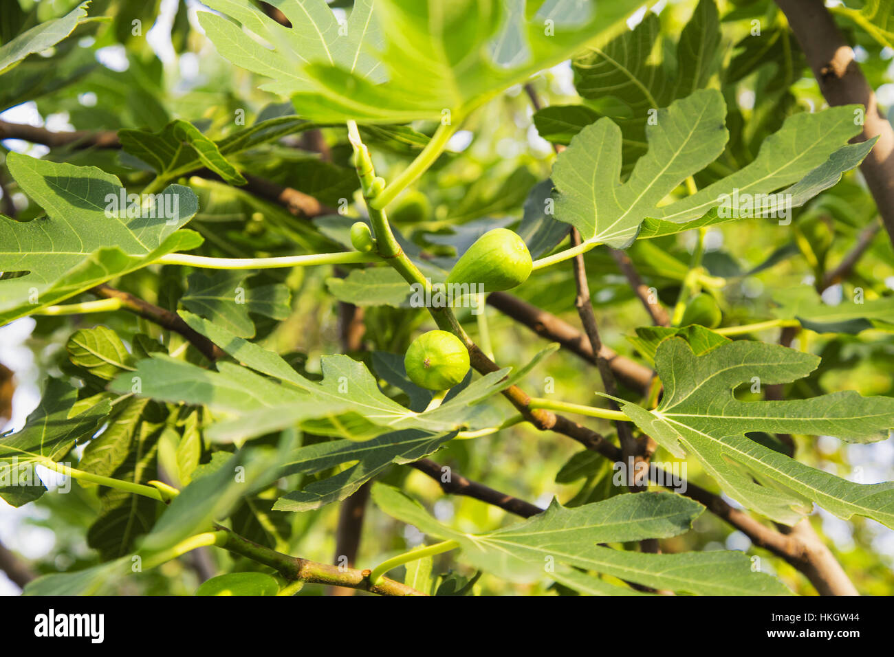 Fig tree with fresh fruits closeup Stock Photo - Alamy