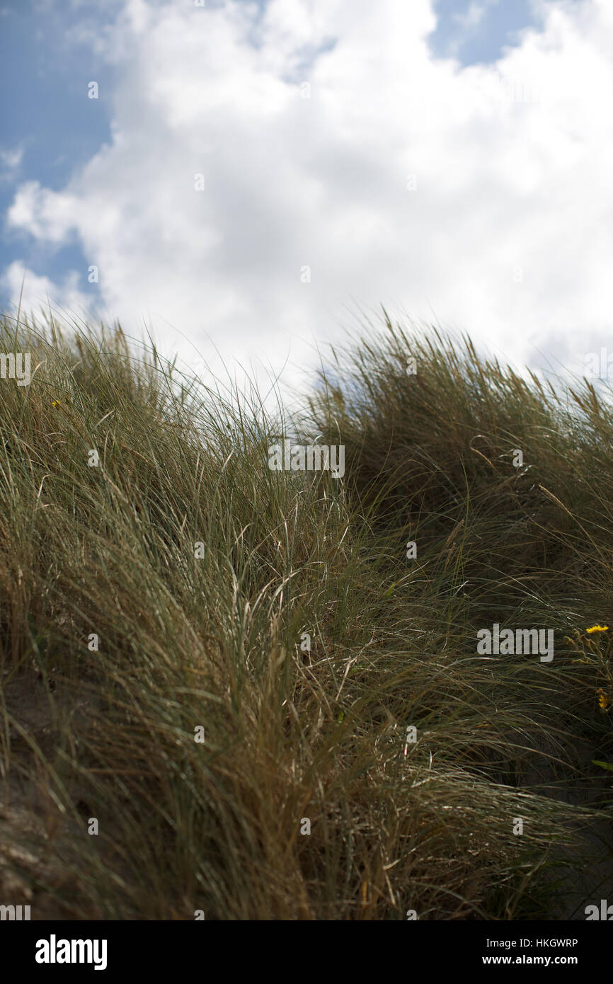 Lush nature hi-res stock photography and images - Alamy
