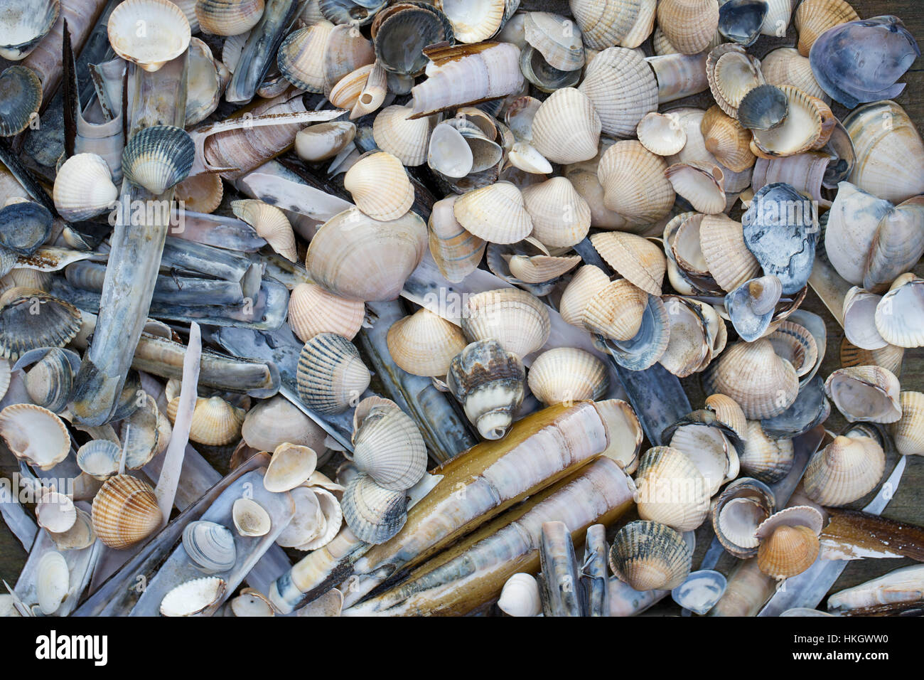Seashell Pile High Resolution Stock Photography and Images - Alamy