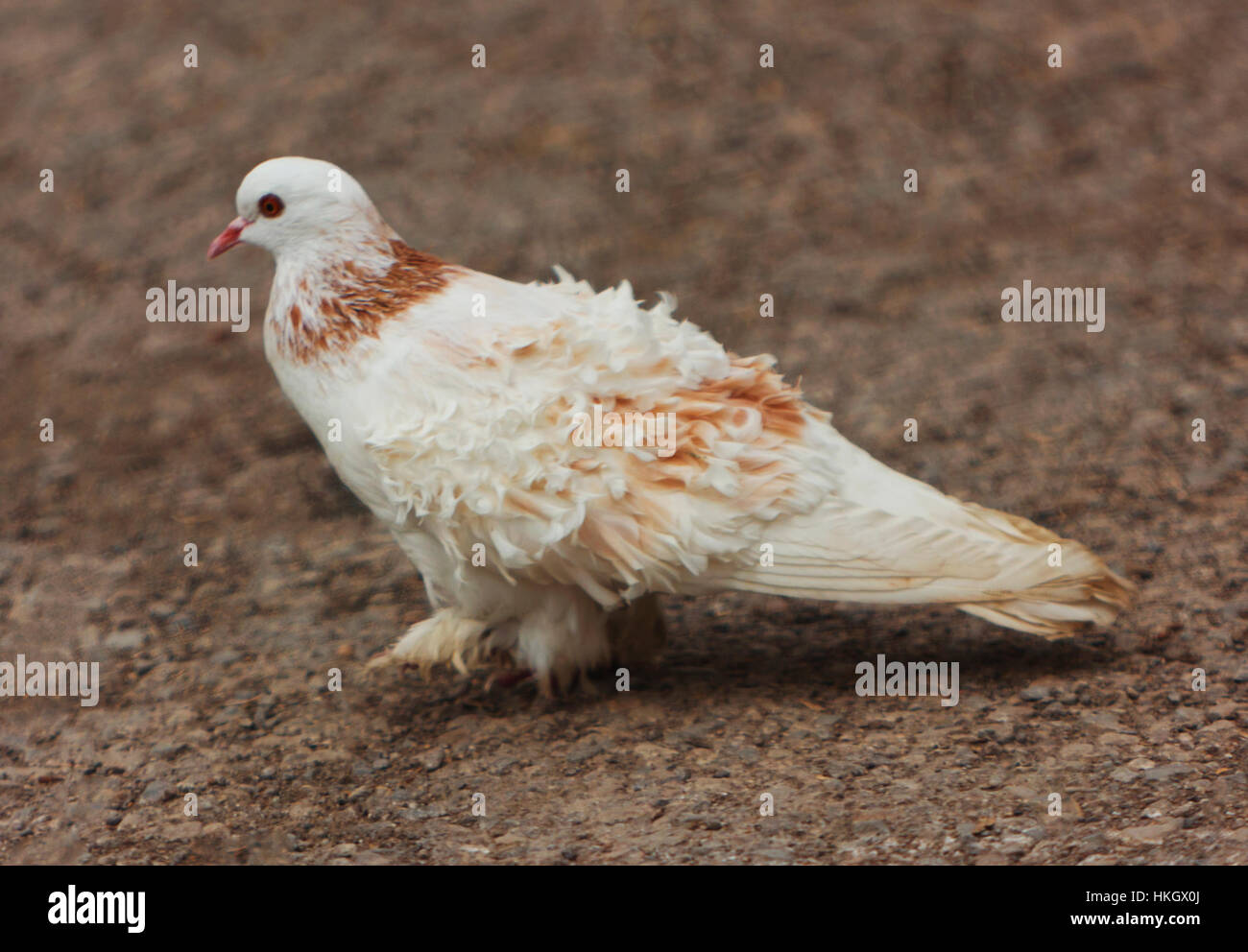Beautiful white dove on ground hi-res stock photography and images - Alamy