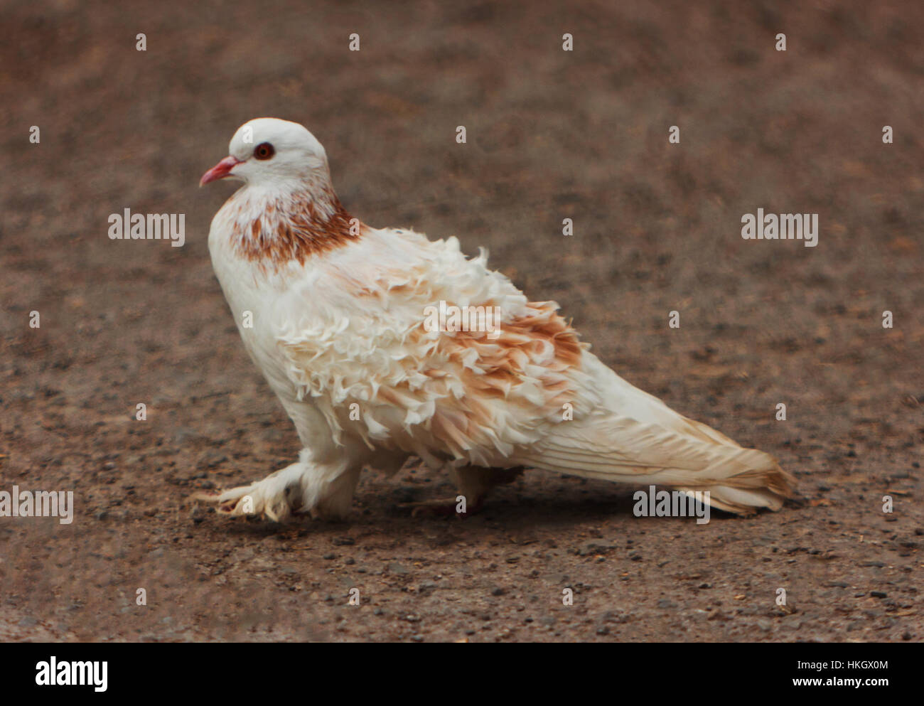 White dove hi-res stock photography and images - Alamy