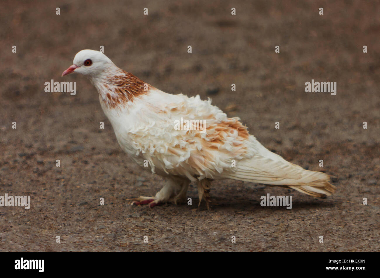 White cute dove hi-res stock photography and images - Alamy