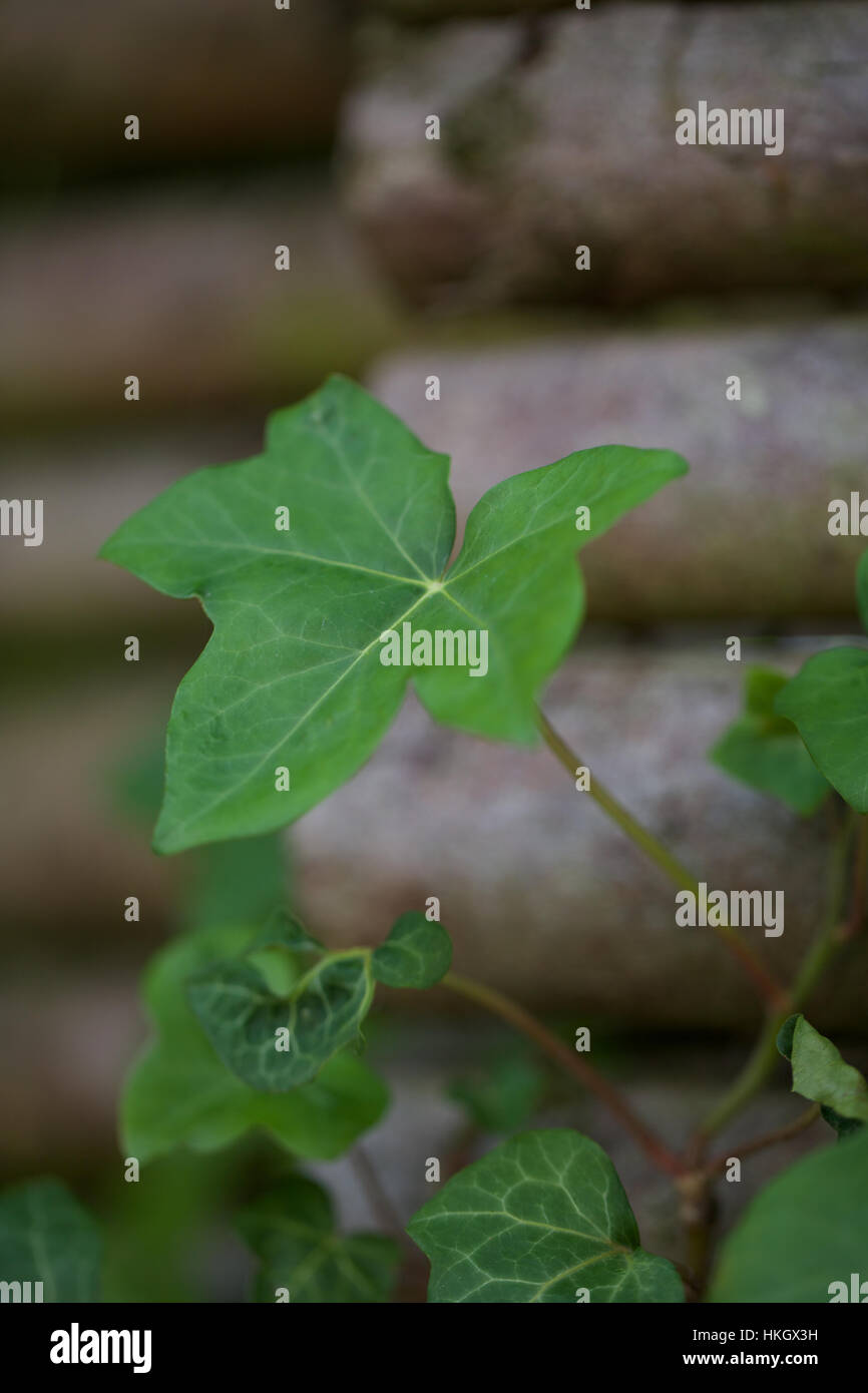 Green leaves wooden logs ivy hi-res stock photography and images - Alamy