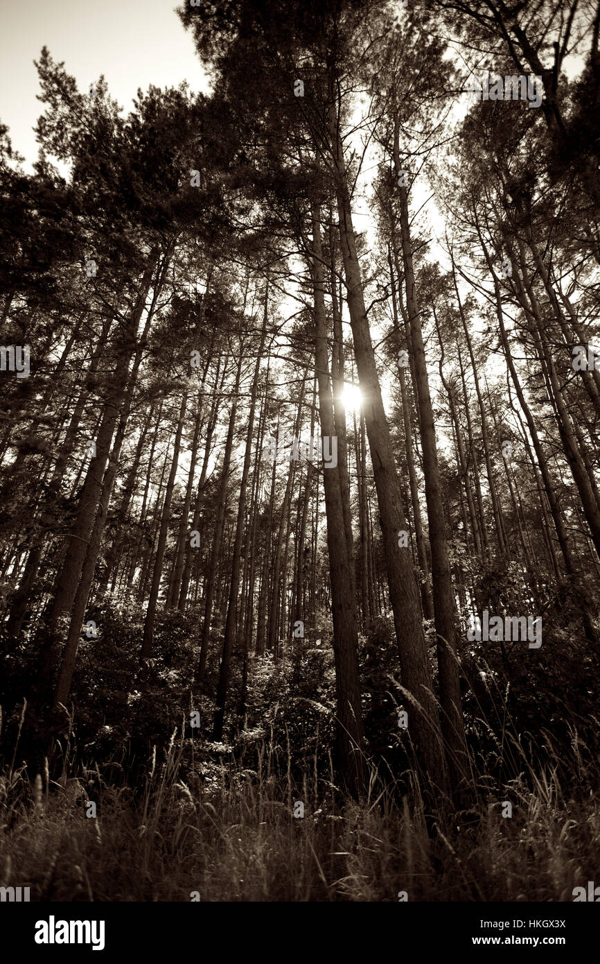 Lens flare through the trees hi-res stock photography and images - Alamy