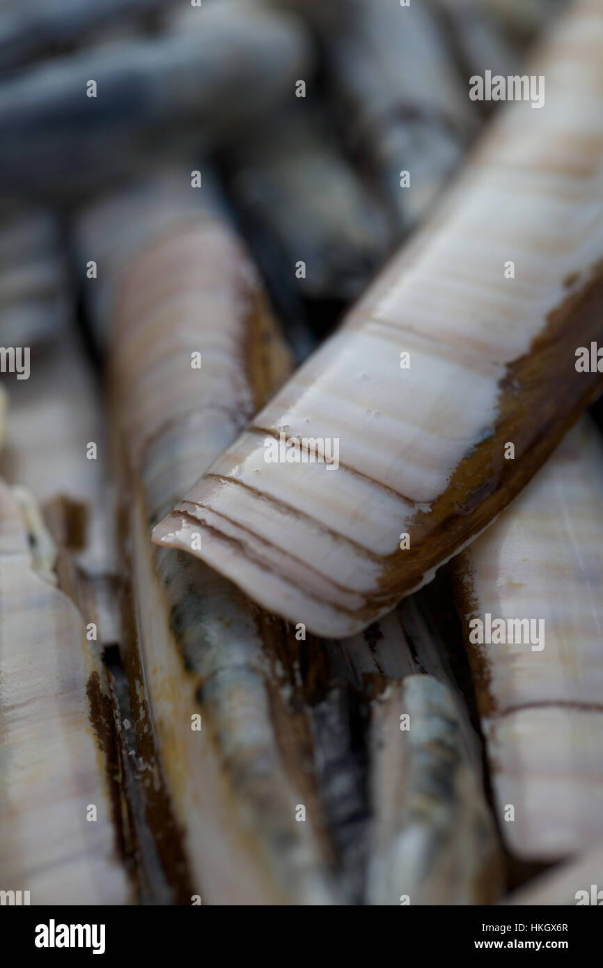 Razor Clam Shell High Resolution Stock Photography and Images - Alamy