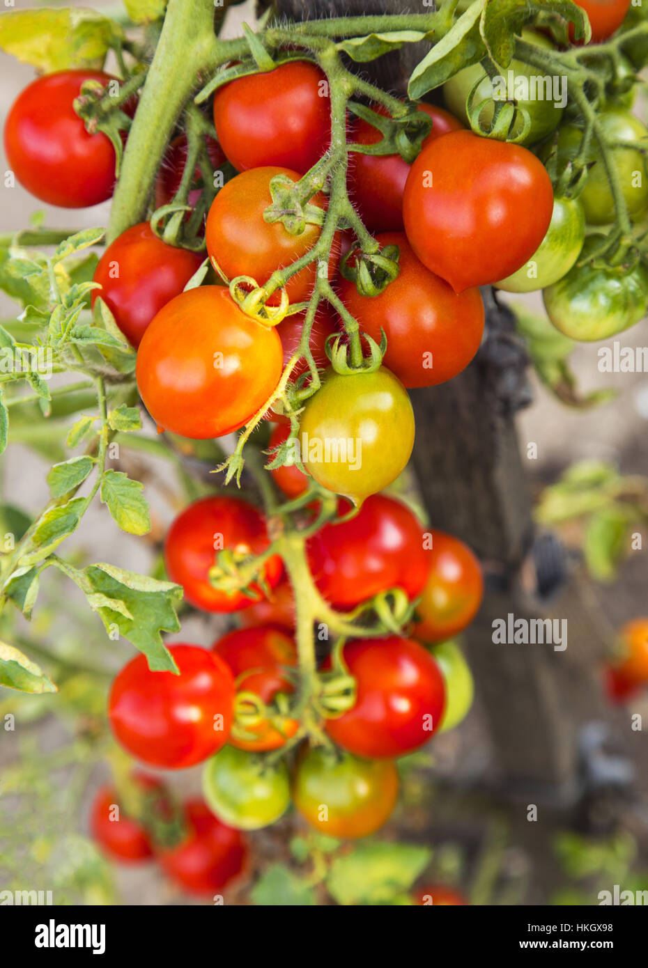Tomato plant closeup Stock Photo - Alamy