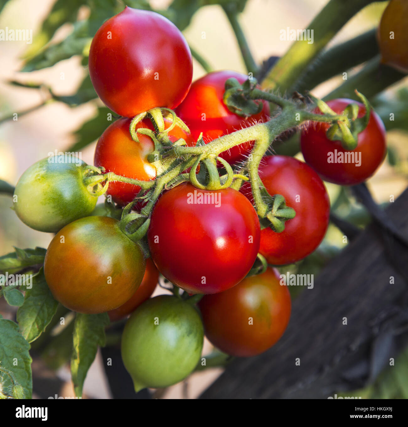 Tomato plant closeup Stock Photo - Alamy