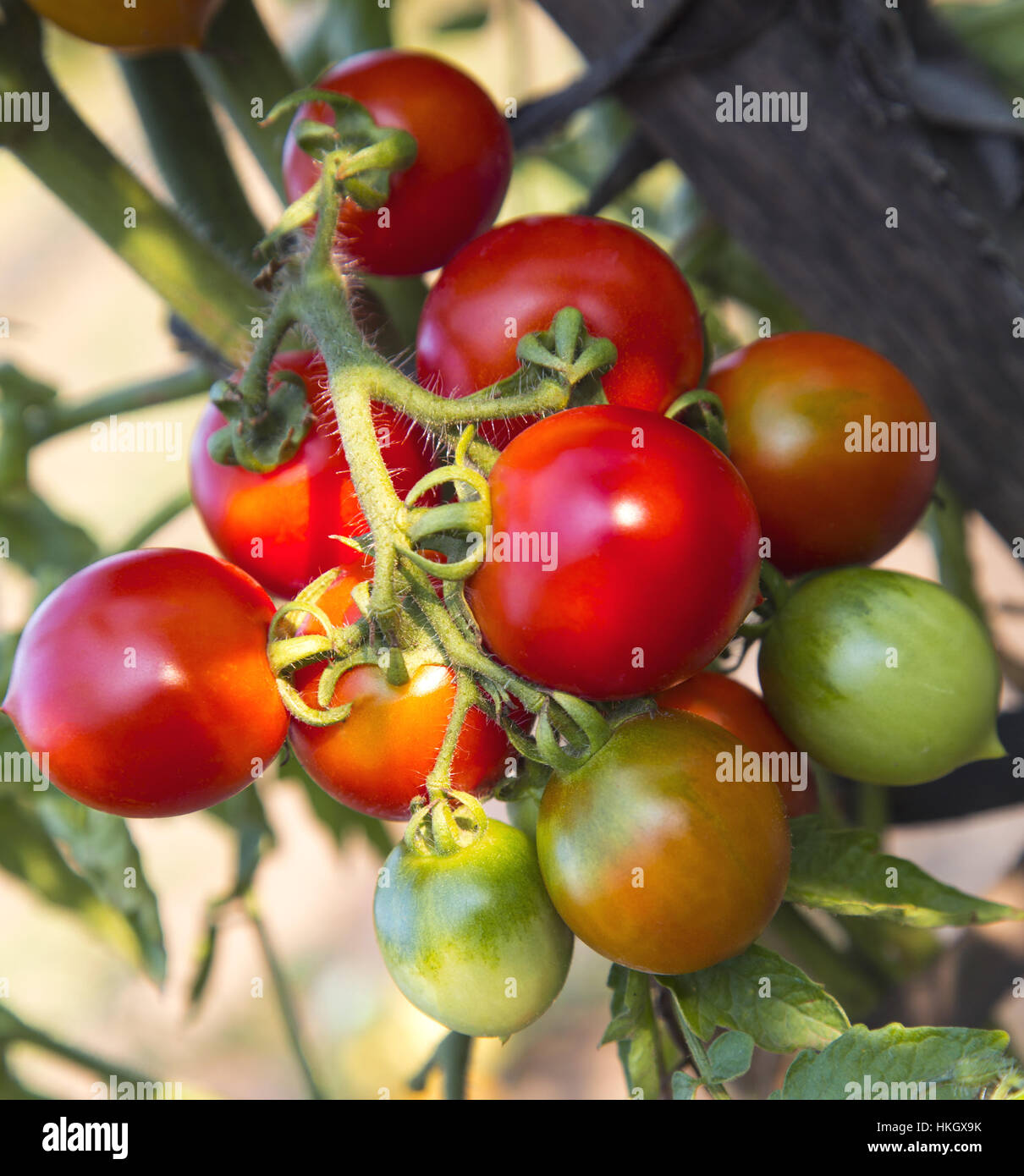 Tomato plant closeup Stock Photo - Alamy