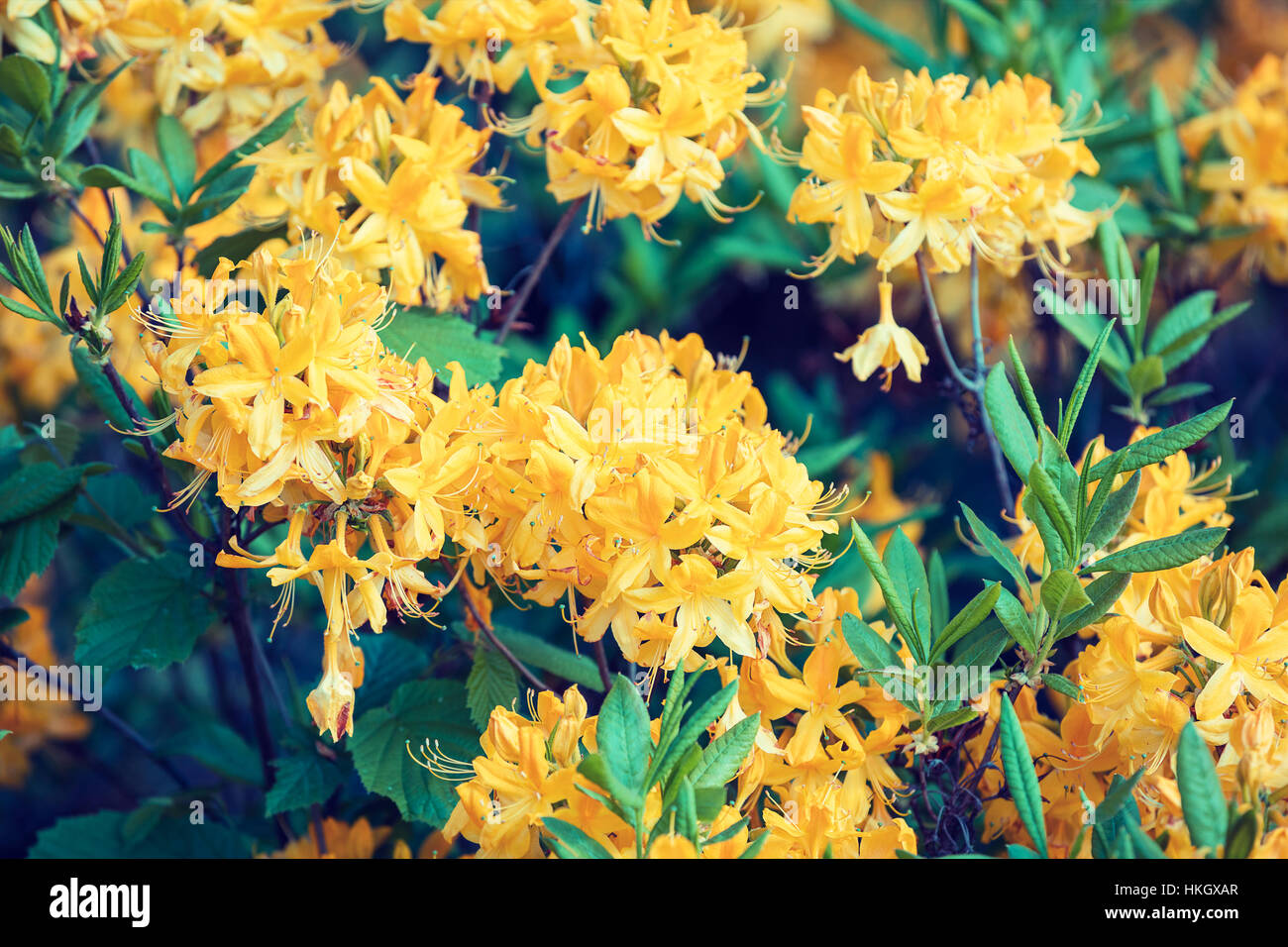 Yellow Rhododendron flowers in garden Stock Photo - Alamy
