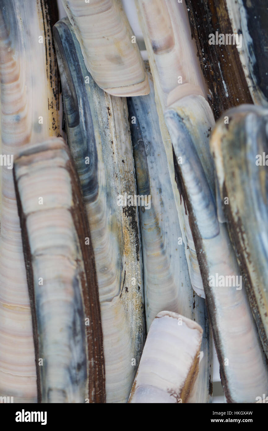Razor Clam Shell High Resolution Stock Photography and Images - Alamy