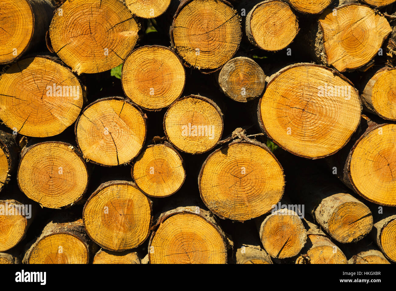 Lumbering hi-res stock photography and images - Alamy