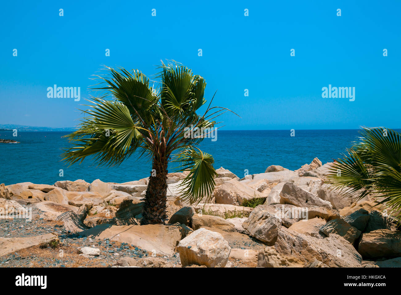Rocky beach with palm tree. Nature Cyprus Stock Photo - Alamy