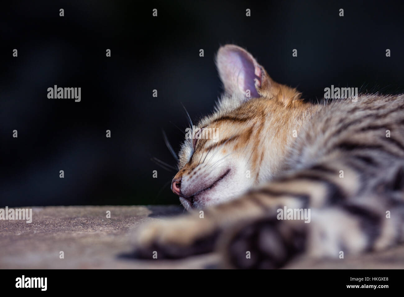 Portrait of a happy sleeping cat Stock Photo - Alamy