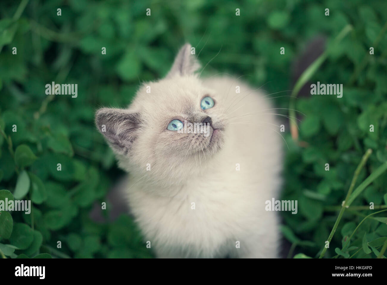 Little kitten walking on clover lawn and looking up Stock Photo - Alamy