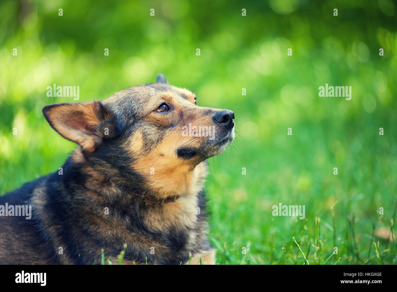 Dog sitting outdoor on the grass Stock Photo - Alamy