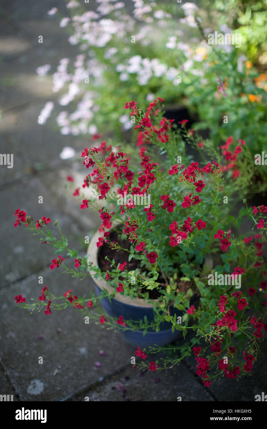 Red fragile flower hi-res stock photography and images - Alamy
