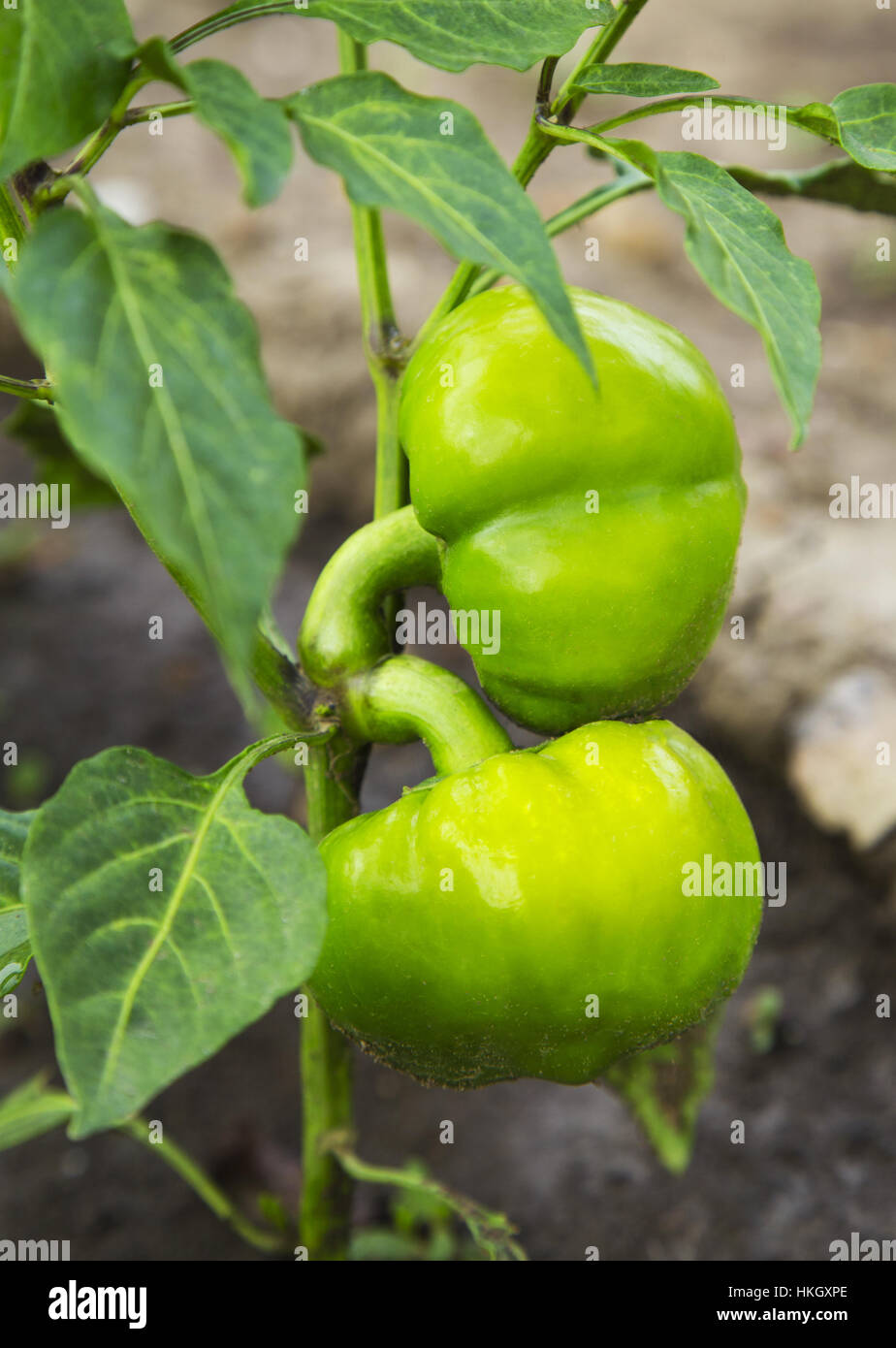 Green pepper closeup Stock Photo - Alamy