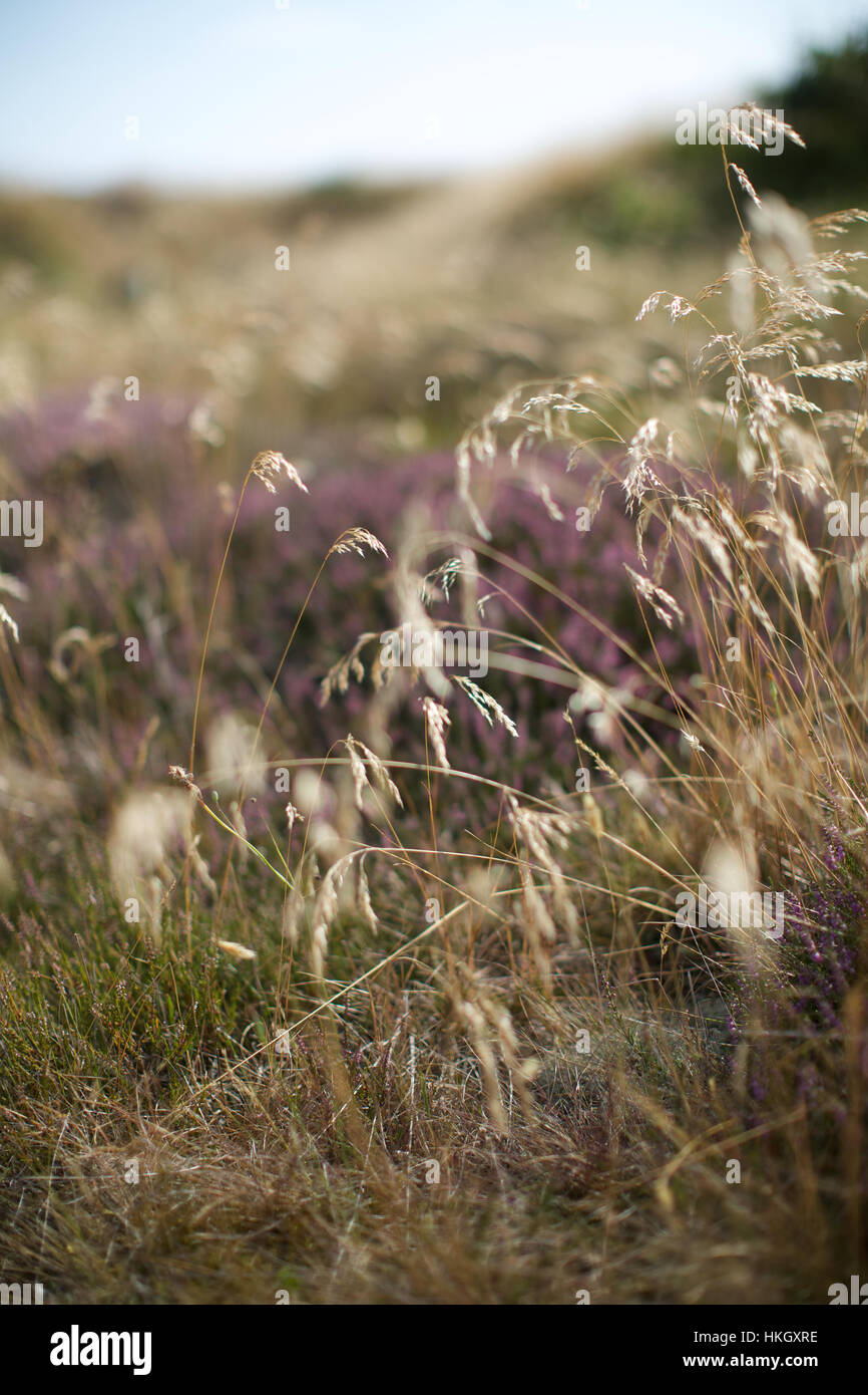 dry heather flower plants. brown, heathland, organic, straw Stock Photo ...