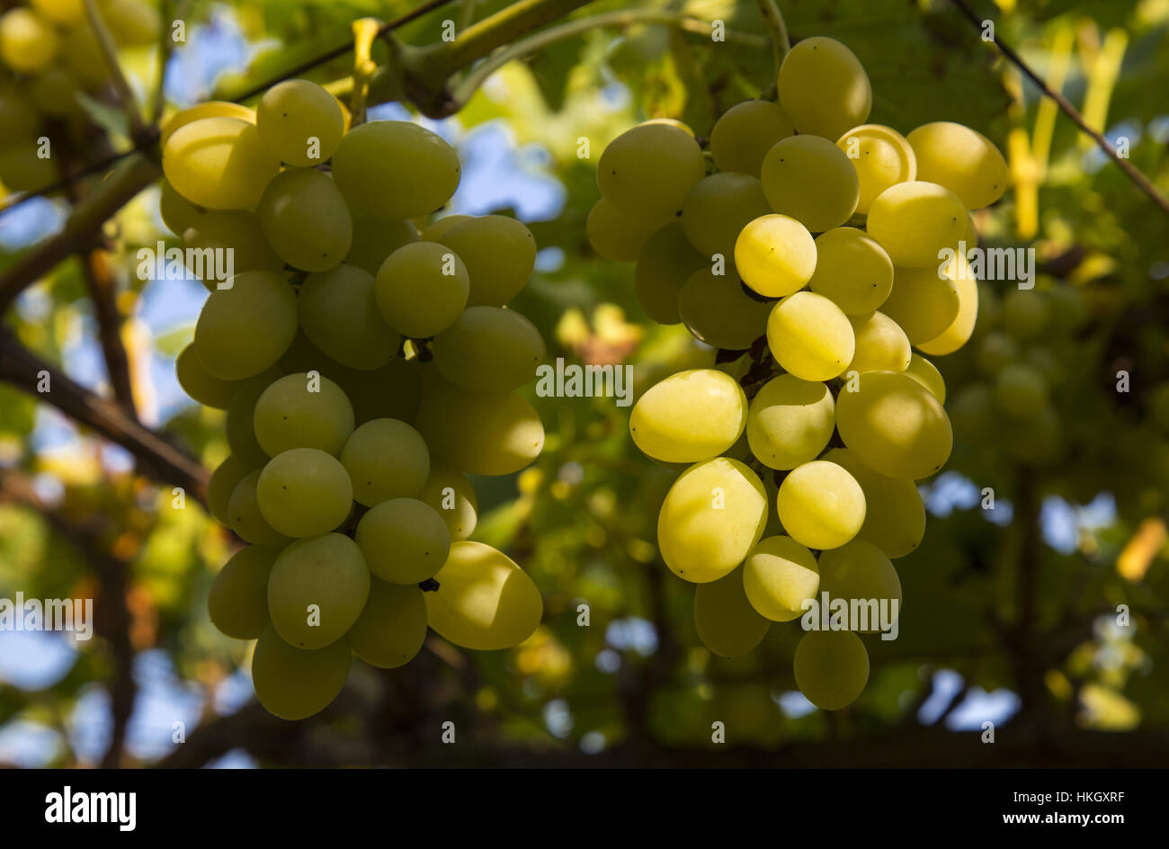 Ripe grapes closeup Stock Photo - Alamy