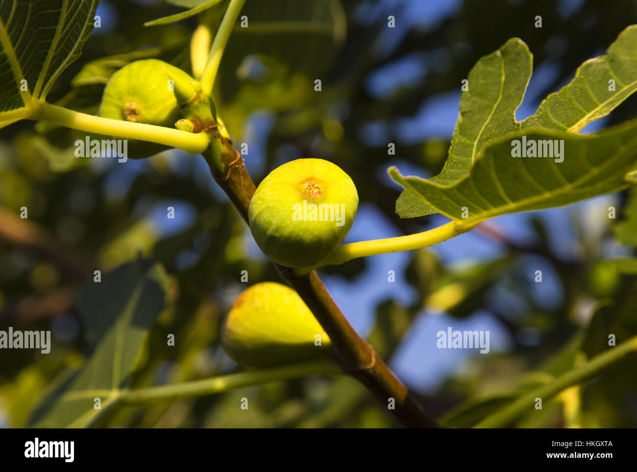 Fig tree with fresh fruits closeup Stock Photo - Alamy