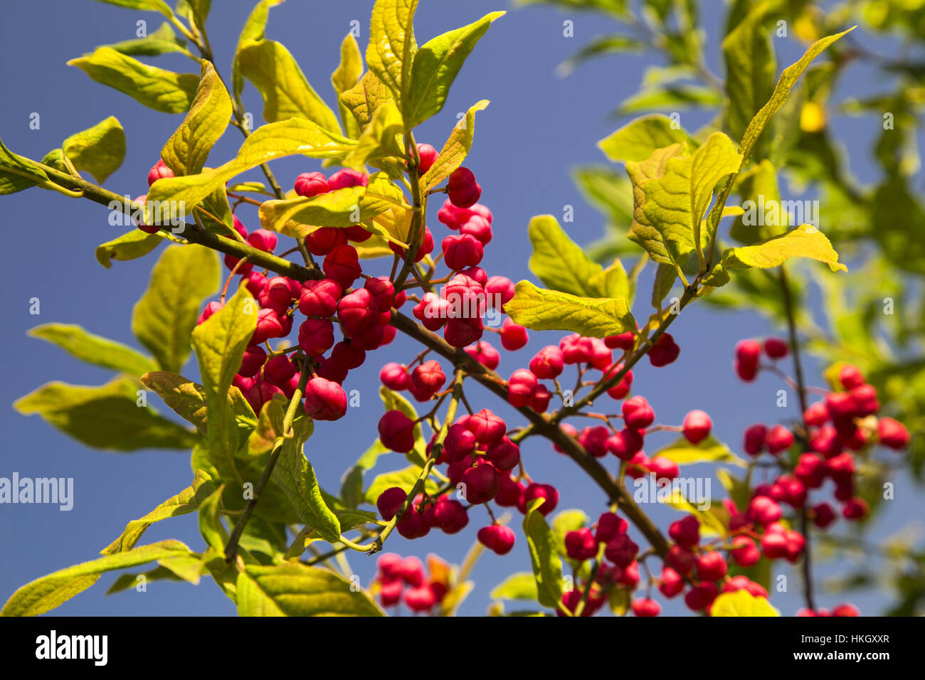 Bush with red berries Stock Photo - Alamy