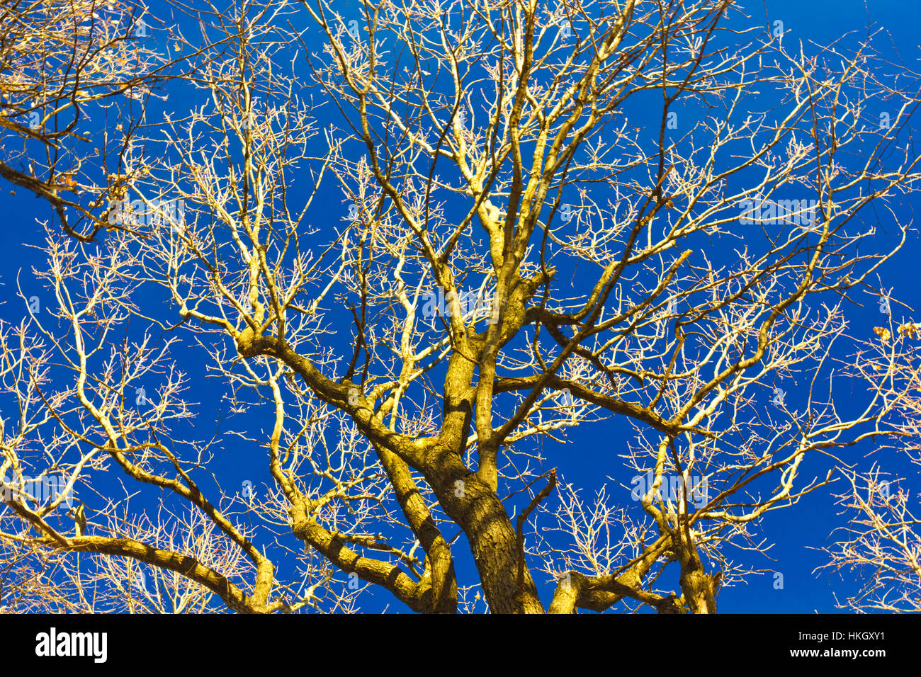 Tree on blue sky Stock Photo - Alamy