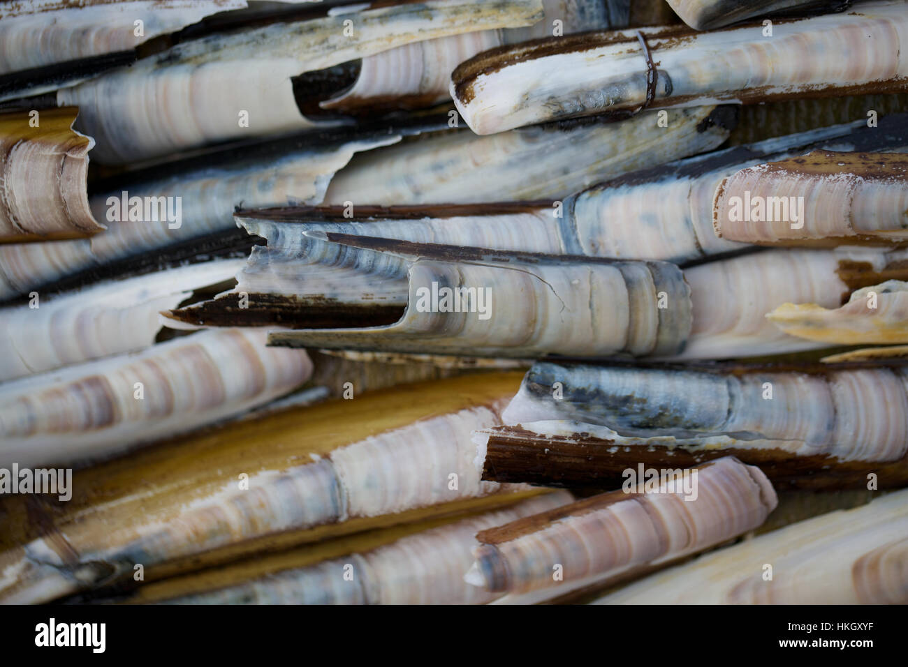 Razor clam hi-res stock photography and images - Alamy