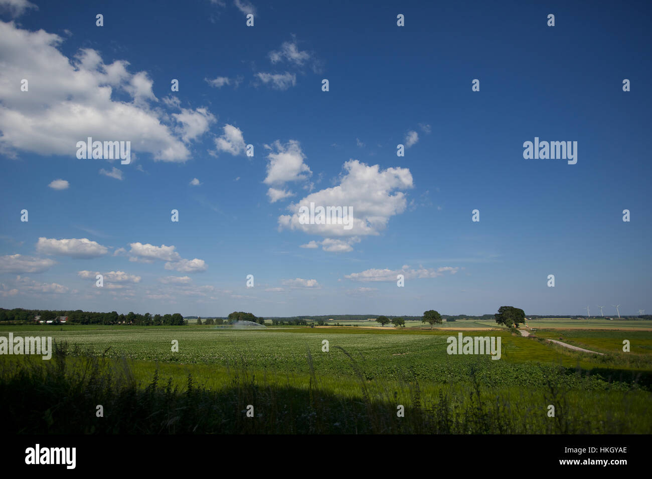 Blue tree trunk hi-res stock photography and images - Alamy