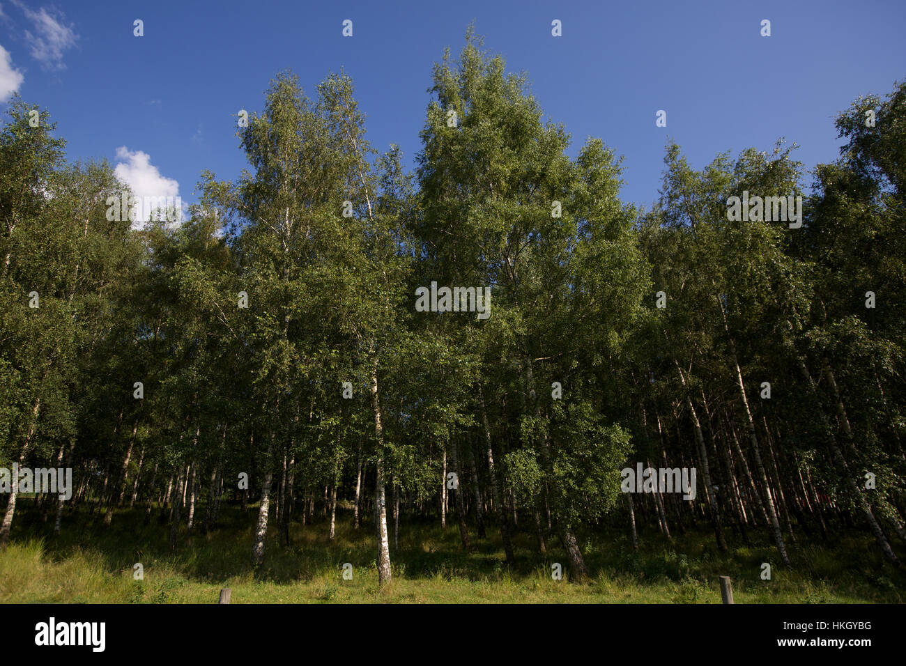 Blue tree trunk hi-res stock photography and images - Alamy