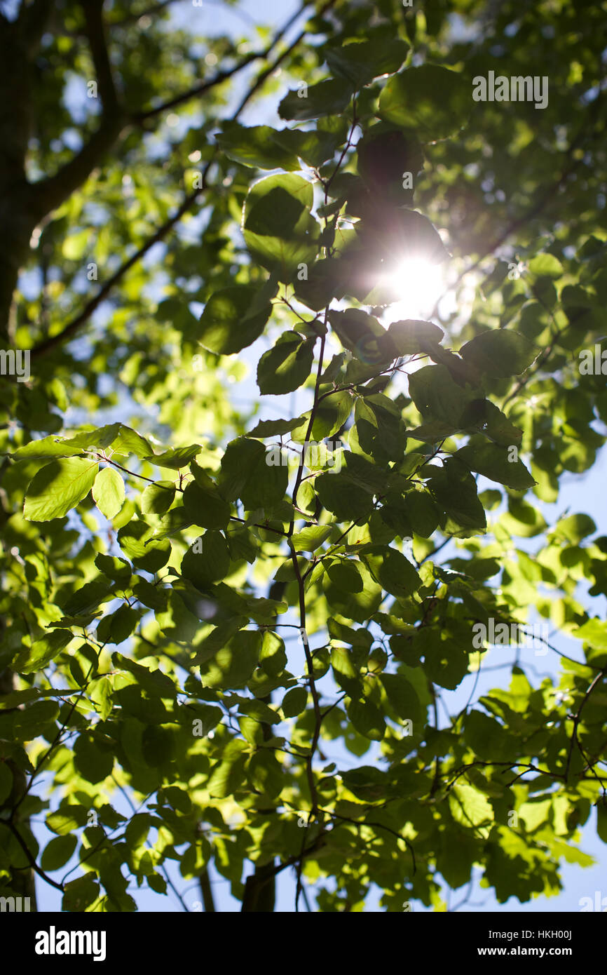 silhouette of green tree leaves. lens flare, leaf, branch, nature Stock ...