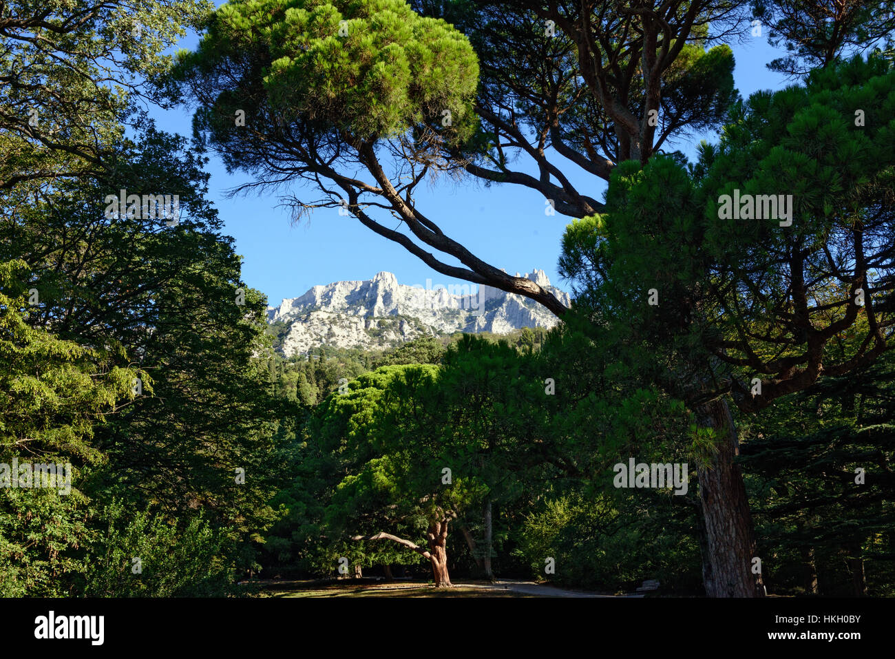 Scenic view through the crowns of trees in Vorontsov park in Alupka ...
