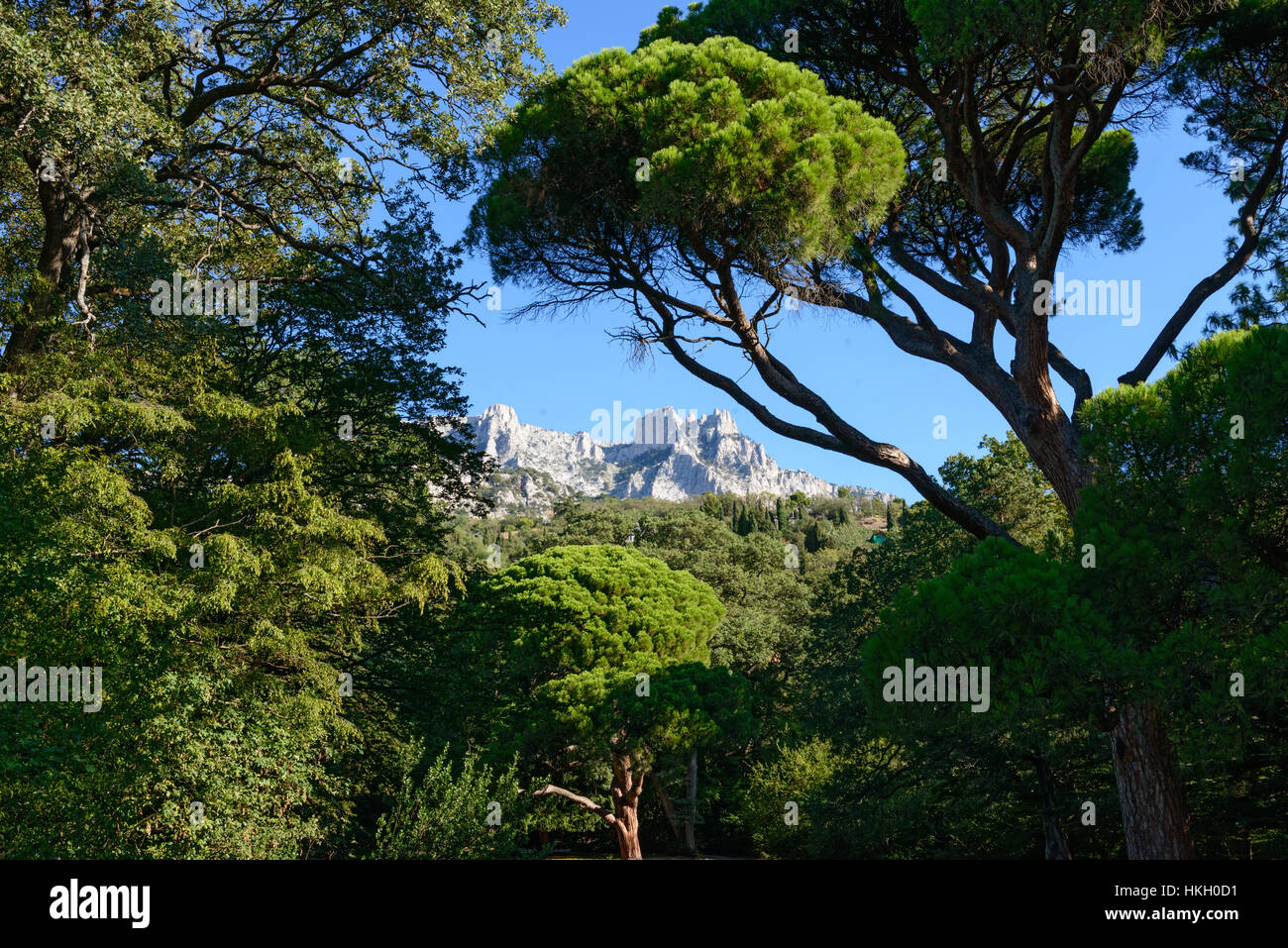 Scenic view through the crowns of trees in Vorontsov park in Alupka ...