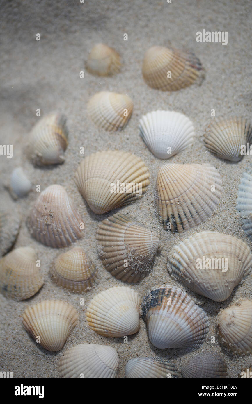 Mussels shell hi-res stock photography and images - Alamy