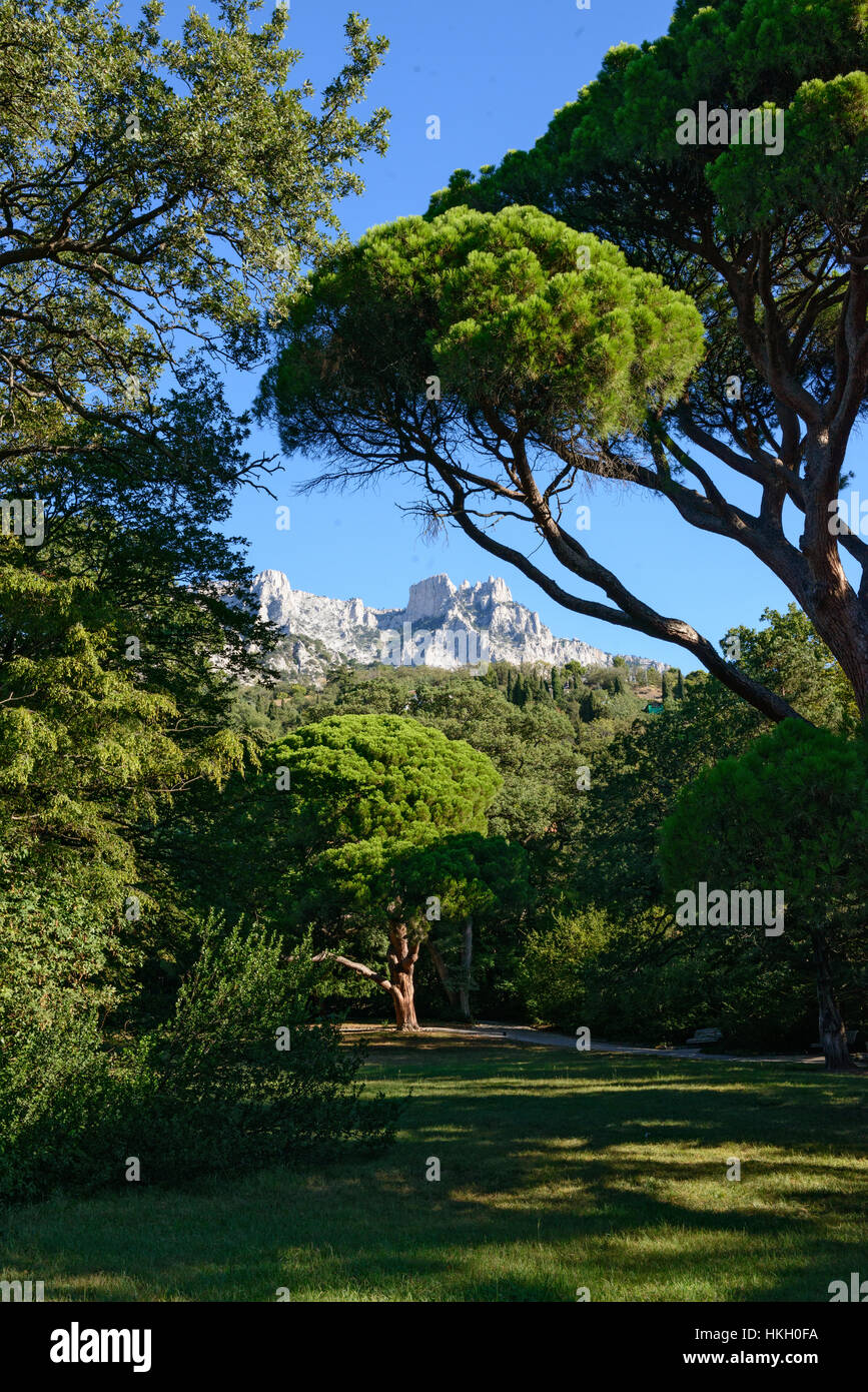Scenic view through the crowns of trees in Vorontsov park in Alupka ...